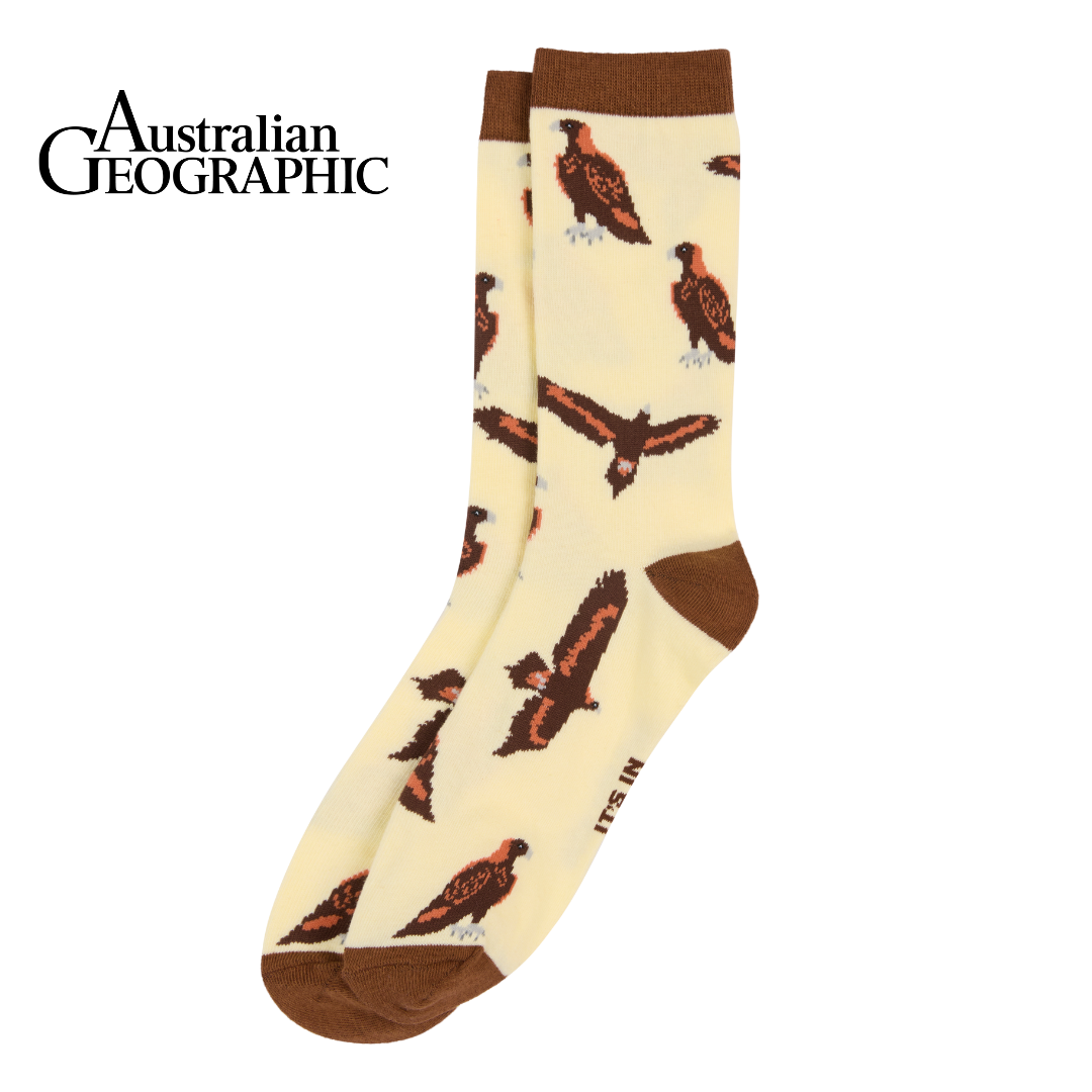 Wedge-Tailed Eagle Sock | Socks that Give Back – Sydney Sock Project